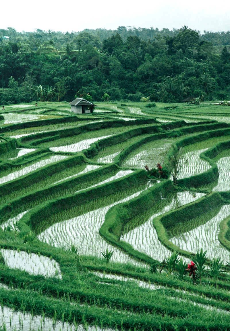 Jatiluwih Rice Terraces in Tabanan | BaliKit